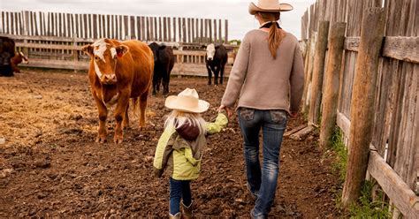 Cattle Prices Climb Farmers Fear Fallout