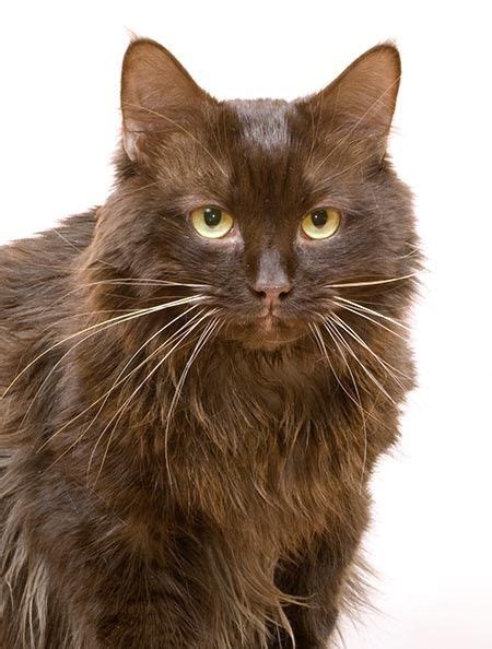 10 Best York Chocolate Cats Images Chocolate Cat Cat Breeds Cats