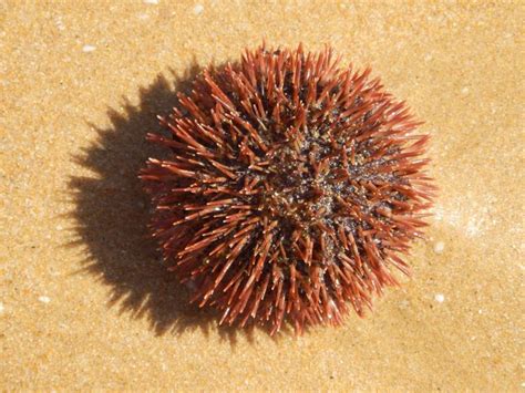 Echinoida Alchetron The Free Social Encyclopedia