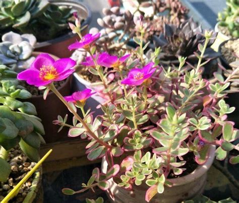 最漂亮的多肉植物 花叶俱美 五颜六色 四季开花 盆栽养花选它