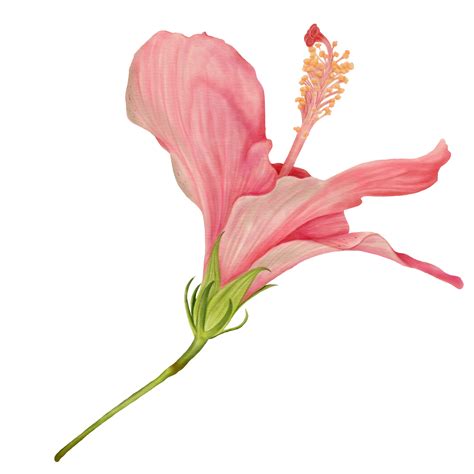 Pink Hibiscus Flowers Side View Watercolor 10989056 Png
