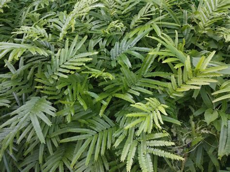 For Medical Purpose Fast Growth Yongchak Plant For Garden At ₹ 15 Plant In Nagaon