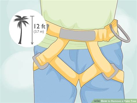 3 Ways To Remove A Palm Tree WikiHow 3 Ways To Remove A Palm Tree WikiHow