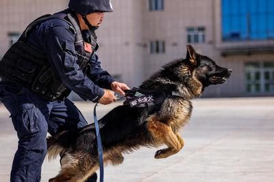 新疆吐尔尕特夏日练兵忙 警犬不服暑 人民图片网