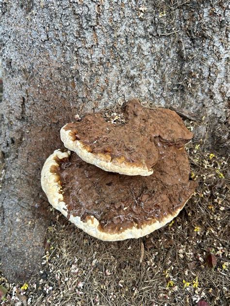 Top Down Shot Of Ganoderma Applanatum Fungus Growing On Tree Stock Image Image Of Rock Food