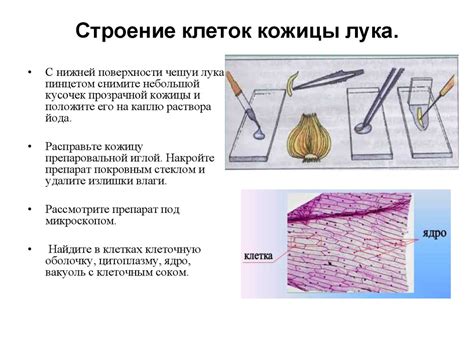 Медицинская генетика Цитологические основы наследственности презентация онлайн