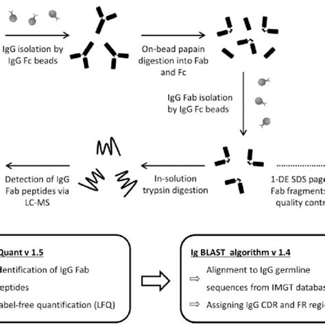 Schematic Workflow Of Fab Antigen Binding Fragment Purification Download Scientific Diagram