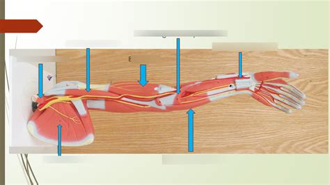 practical 3 module 9 1 diagram quizlet