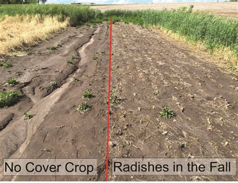 Cover Crops