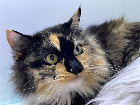 메인쿤 쿠키 푸숑특징 고양이특징 랙돌특징 러시안블루특징 먼치킨특징 브리티쉬숏헤어특징 노르웨이숲특징 데본렉스특징 뱅갈특징 샴특징 셀커크렉스특징 스코티쉬폴드특징 스핑크스특징