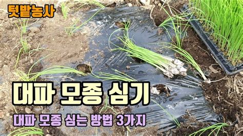 텃밭농사 11월에 대파를 심었고 대파심는방법 3가지 대파모종을 비닐에 심는법과 그냥심는 방법의 장단점 대파 병해충방제 양파는
