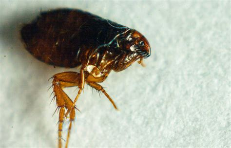 Пръскане против бълхи ПРЕВЕНТ Пест Контрол