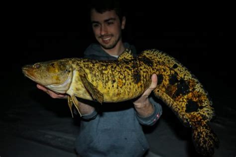 Ice Fishing For Burbot Target Walleye