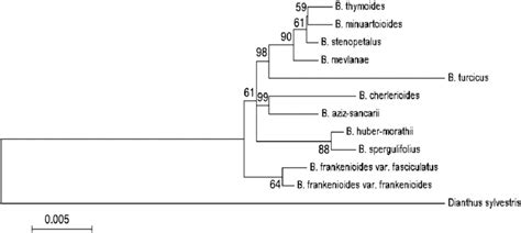 The Maximum Likelihood Tree Showing The Genetic Relationships Between Download Scientific