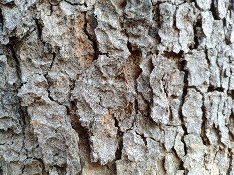 Texture Skin Tree For Background Stock Image Image Of Trunk Formation
