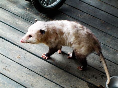 Possum High Definition Wallpaper 75640 Baltana