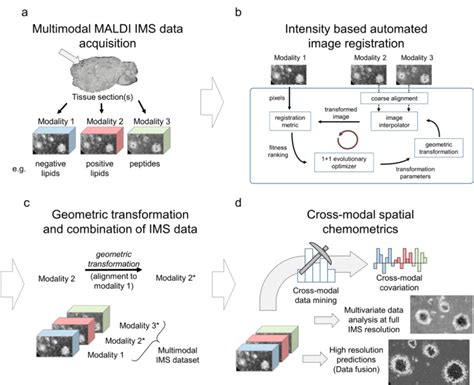 Overall Workflow For The Multimodal Exploration Of Biological Tissues Download Scientific