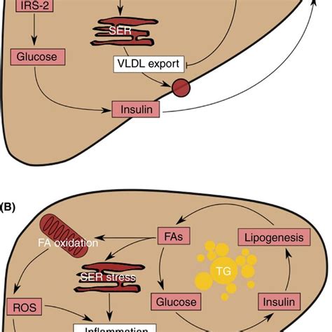 Fluctuations Of Potentially Relevant Factors In Nafld Pathogenesis In