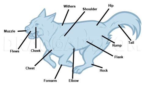Parts Of A Wolf Anatomy Drawing