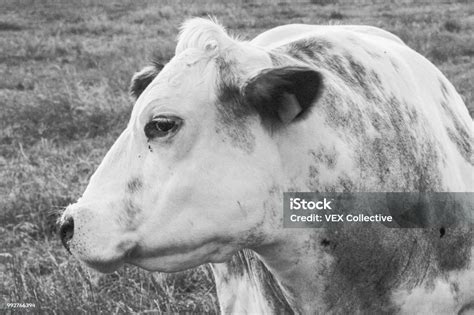 필드에 쇠고기 암소 라고도 피더 가축 벨기에 블루 고기 생산 암소에 대한 스톡 사진 및 기타 이미지 암소 가축떼 고기