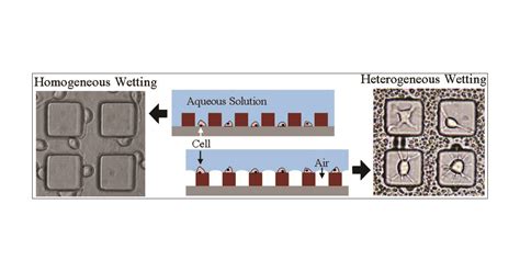 Micropatterning Of Living Cells On A Heterogeneously Wetted Surface