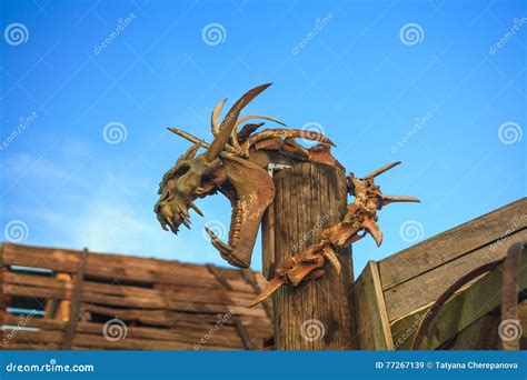 Череп динозавра стоковое изображение изображение насчитывающей землерои 77267139