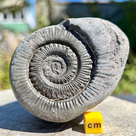 Fossils Ammonites Uk Fossils