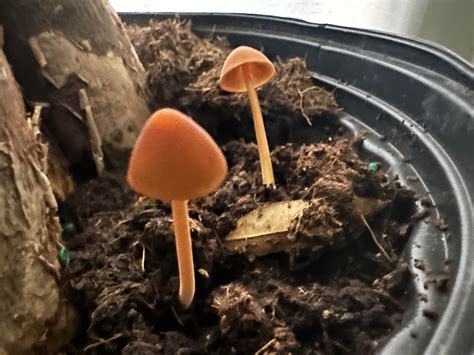 Mushrooms Growing From My Indoor Plant Rgardening