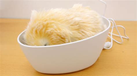 A Review Of Casios Communication Robot Moflin Which Is Equipped