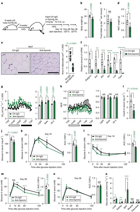 Effects Of Gpnmb Neutralization On Dio Mice A Procedure Of Download Scientific Diagram