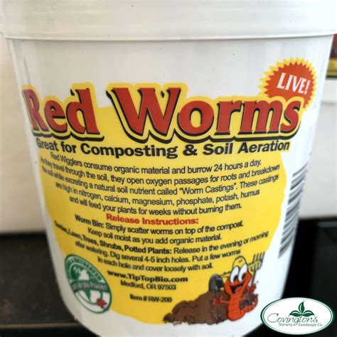 Earth Worms Red Wigglers Covingtons