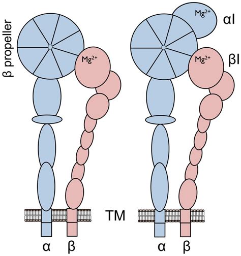 Schematic Representation Of Integrin Heterodimers Integrins Are Large Download Scientific