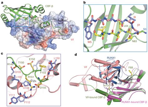 Vif And Runx1 Overlap When Interacting With Cbf β A Overall Structure Download Scientific