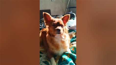 Ч 2 Факты про собак #shorts #animals - YouTube