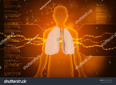 Healthy Human Lungs 3d Illustration Stock Illustration 1266033730
