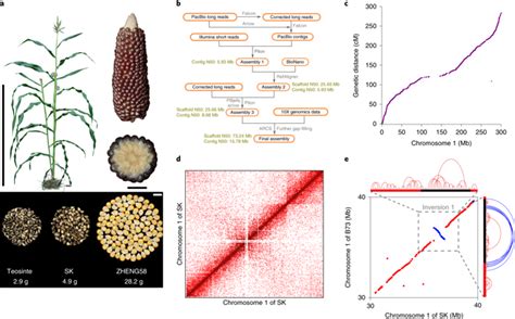 Genome Assembly Of A Tropical Maize Inbred Line Provides Insights Into Structural Variation And