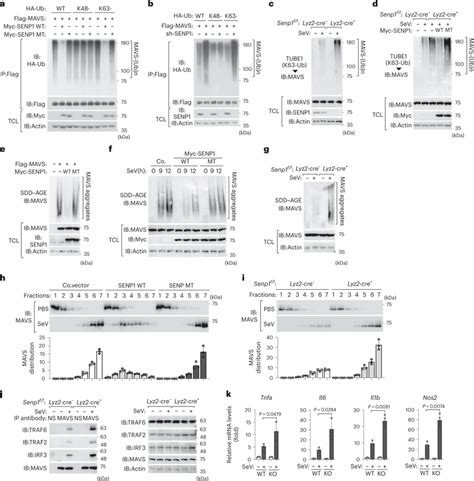 Senp1 Inhibits Lys63 Linked Poly Ubiquitination Of Mavs And Represses Download Scientific