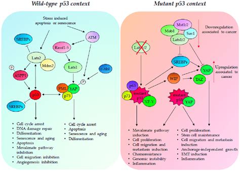 In A Wild Type P53 Context Dna Damage Oncogenic Stress Senescence Or