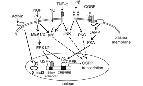 1 Signal Transduction Pathways That Activate Cgrp Gene Transcription Download Scientific