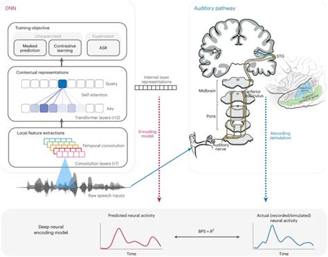 Eric Feuilleaubois Phd On Linkedin Dissecting Neural Computations In The Human Auditory