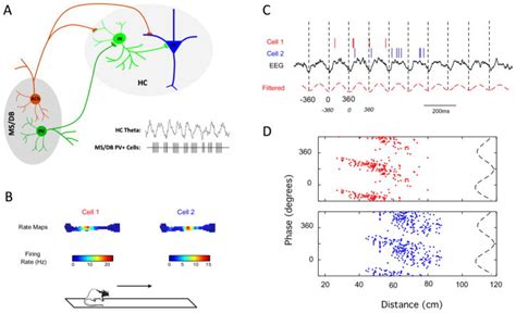 Scn1a Mutations In Dravet Syndrome Impact Of Interneuron Dysfunction On Neural Networks And