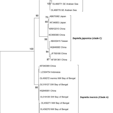 maximum likelihood topology depicting phylogenetic relationship within