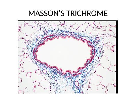 Staining In Anatomy And The Fetal Development Pptx