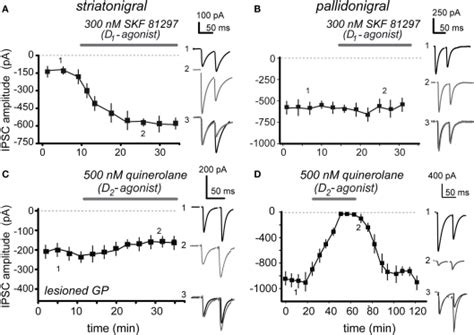 Contrasting Actions Of D1 And D2 Receptor Agonists On Striatonigral Download Scientific