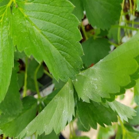 Strawberry Diseases Detection Object Detection Dataset V1 2023 05 19 2 32pm By Research Proj