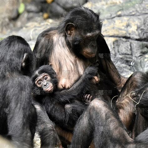 倭黑猩猩群体