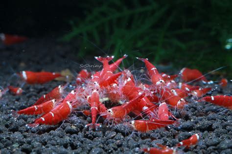 Super Crystal Red Shrimp Soshrimp