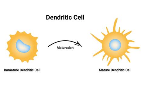 Premium Vector Dendritic Cells Immature Dendritic And Mature Dendritic Cell Maturation Vector