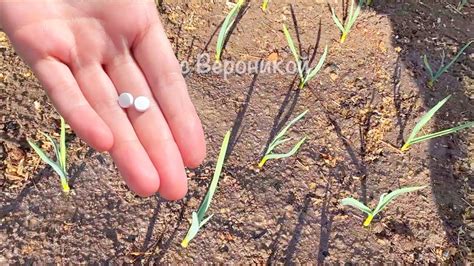 Всего 2 ТАБЛЕТКИ на ведро воды и у чеснока головки вырастут с кулак ВНЕСИТЕ ПОД ЧЕСНОК В АПРЕЛЕ