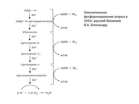 Аэробный этап энергетического обмена презентация онлайн